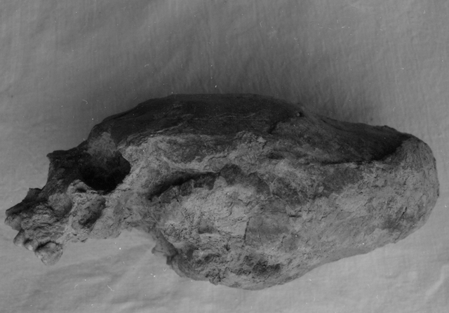 Grave of Ancient Elongated Skulls Discovered in Iran